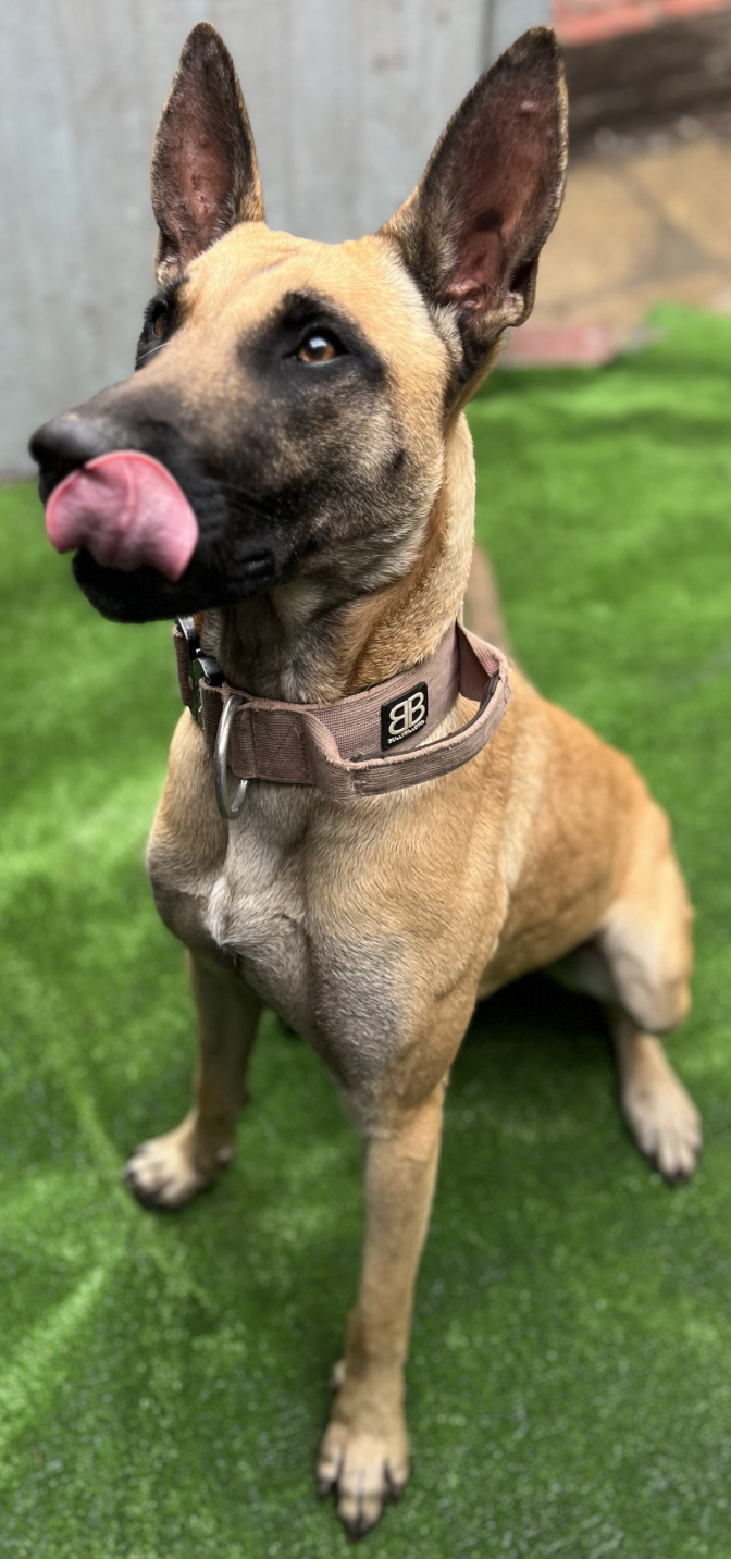 Dogs Available for Adoption