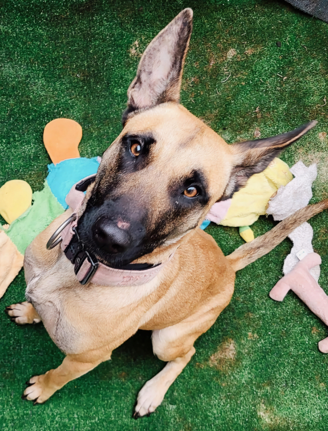 Dogs Available for Adoption