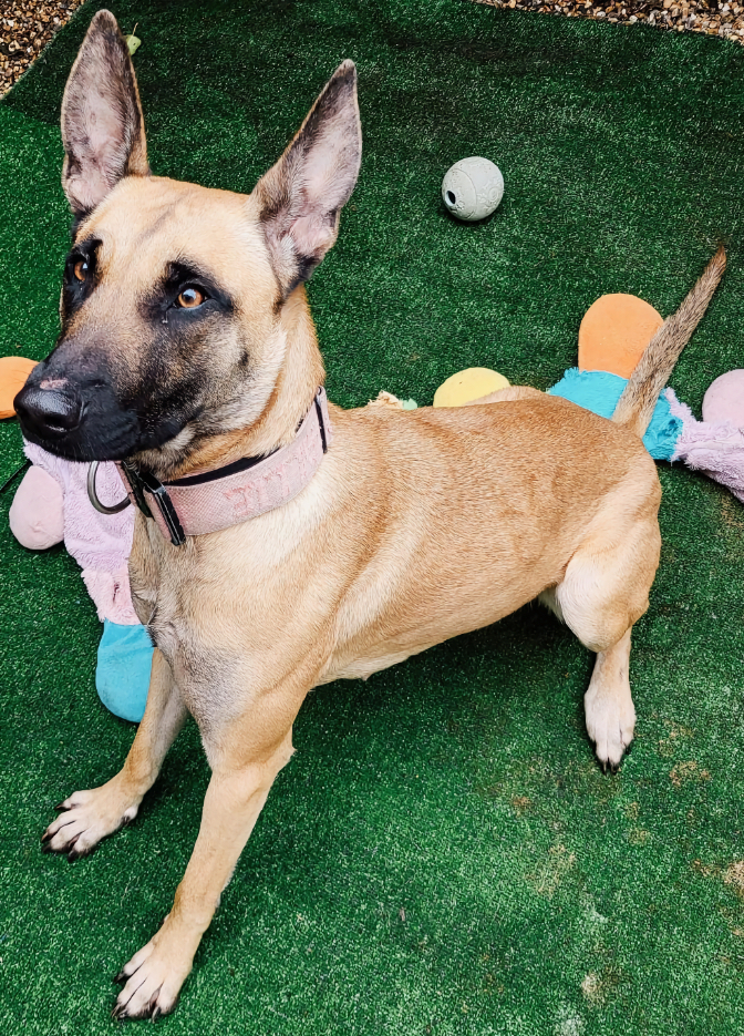 Dogs Available for Adoption