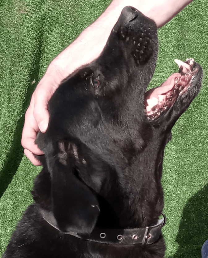 Dogs Available for Adoption