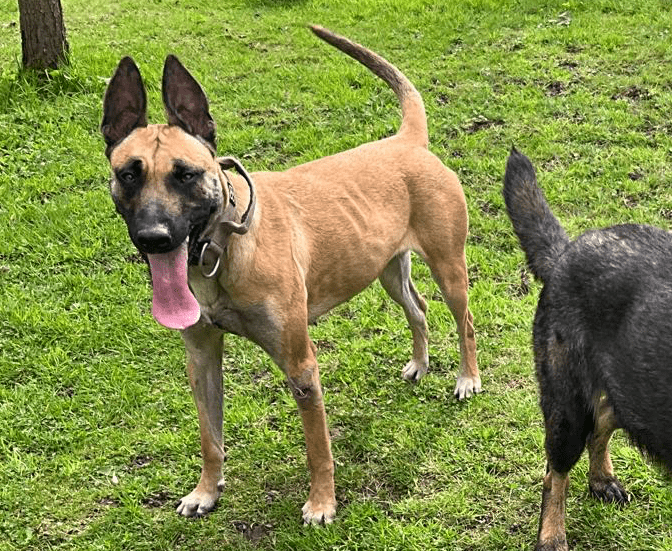 Dogs Available for Adoption